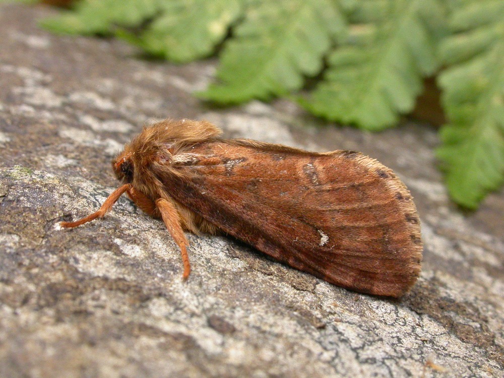 Map-winged Swift (Korscheltellus fusconebulosa) (=Hepialus ...