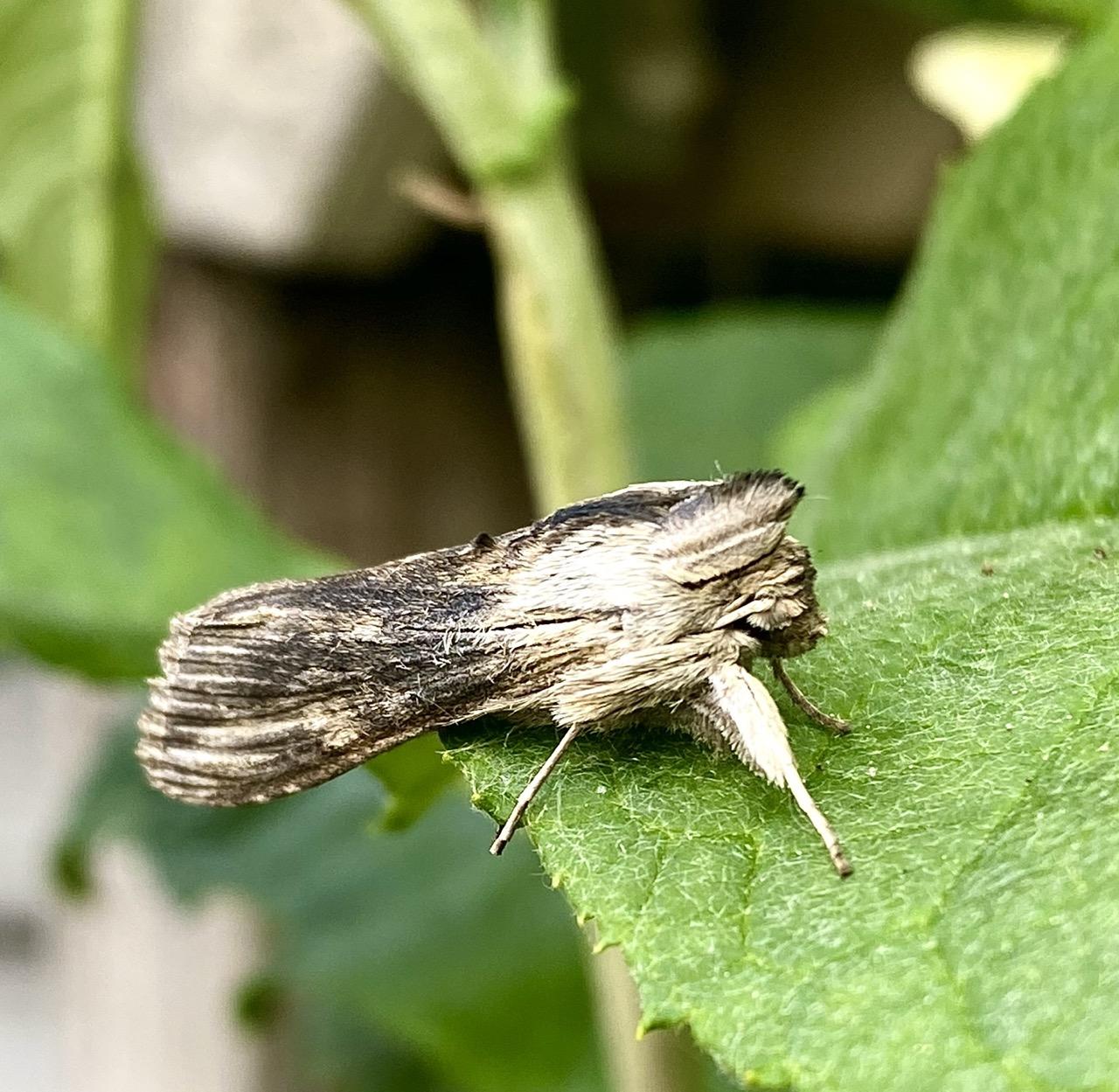 Chamomile Shark (Cucullia chamomillae) - Suffolk Moths - The macro and ...