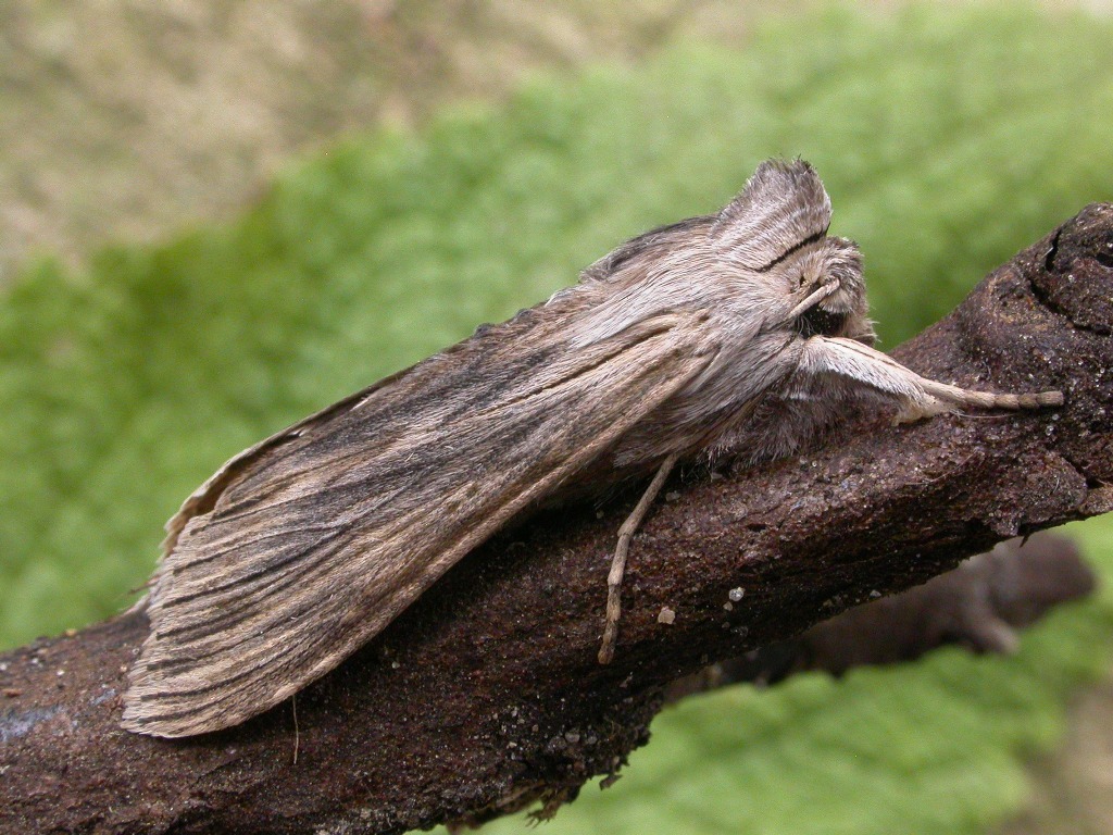 Chamomile Shark (Cucullia chamomillae) - Suffolk Moths - The macro and ...