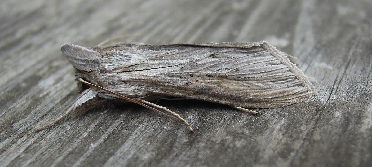 Chamomile Shark (Cucullia chamomillae) - Suffolk Moths - The macro and ...
