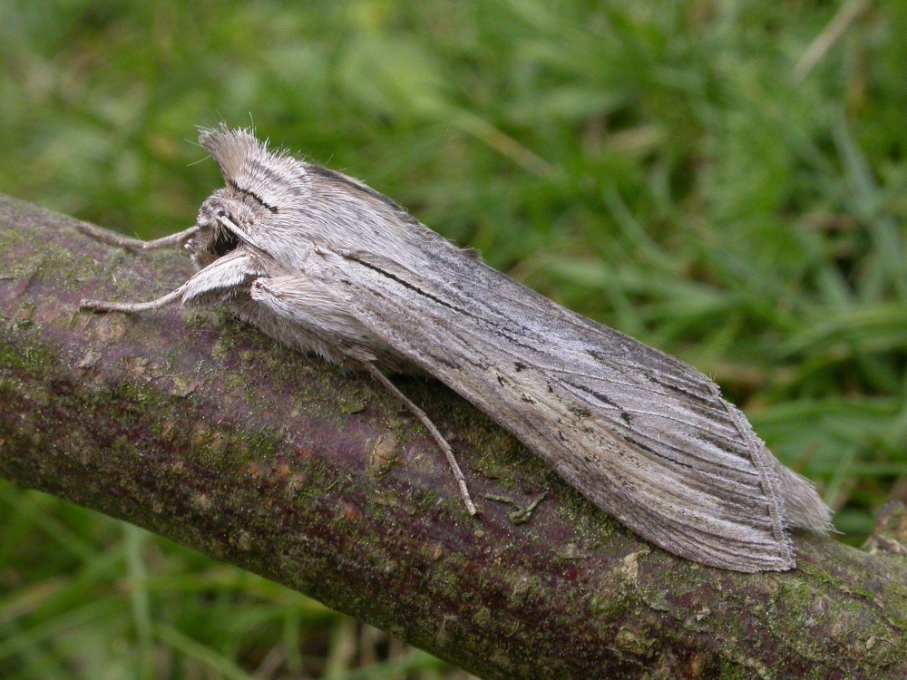 Shark (Cucullia umbratica) - Suffolk Moths - The macro and micro moths ...
